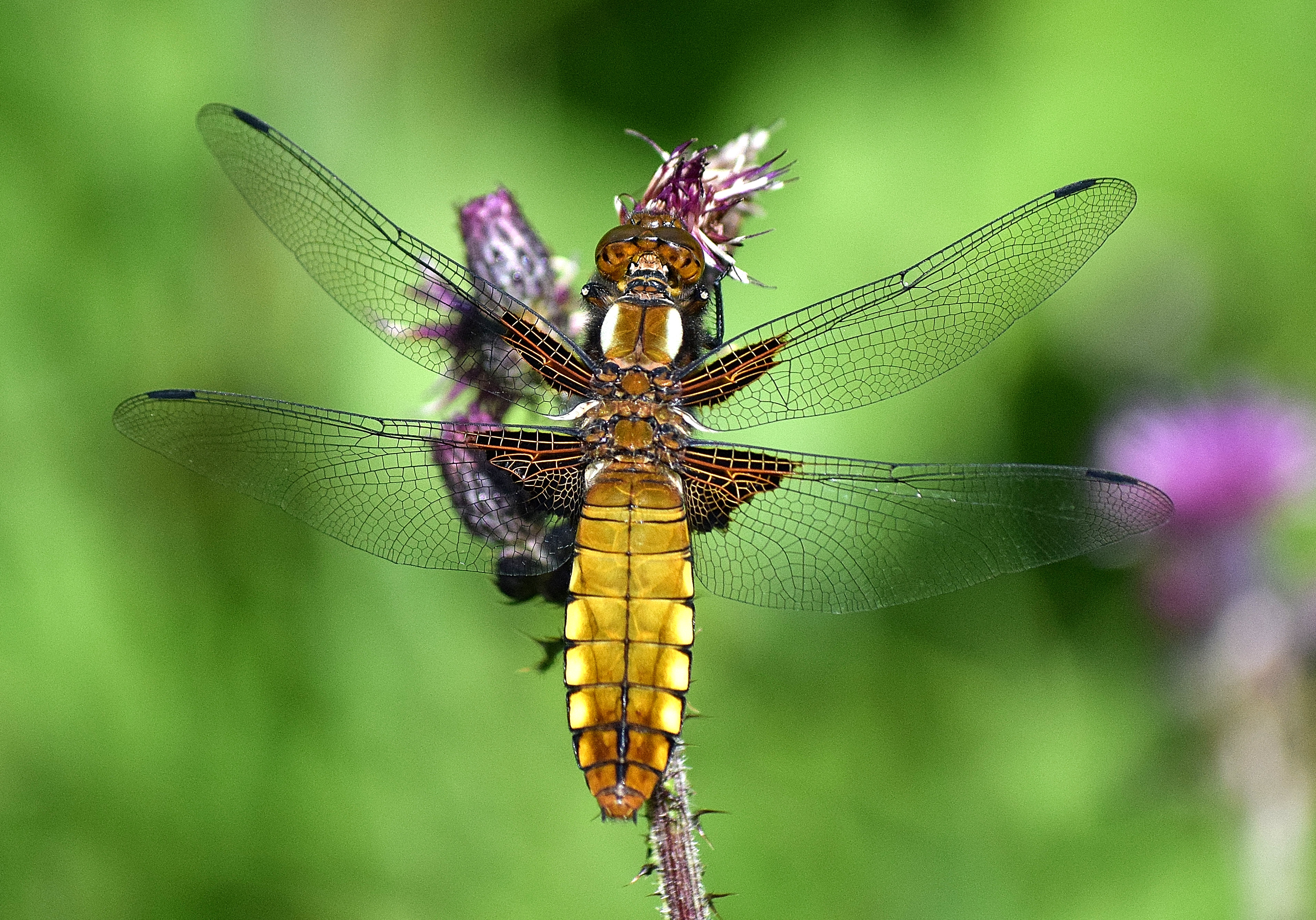 Latest Sightings - British Dragonfly Society
